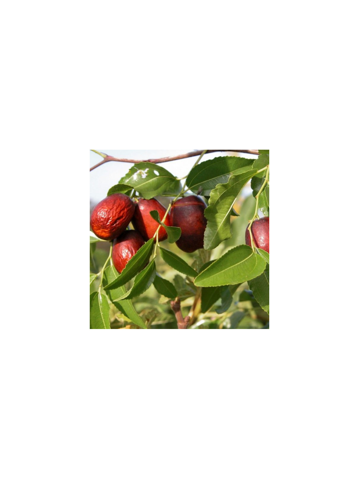 Ziziphus jujuba 'Provence' / Jujubier