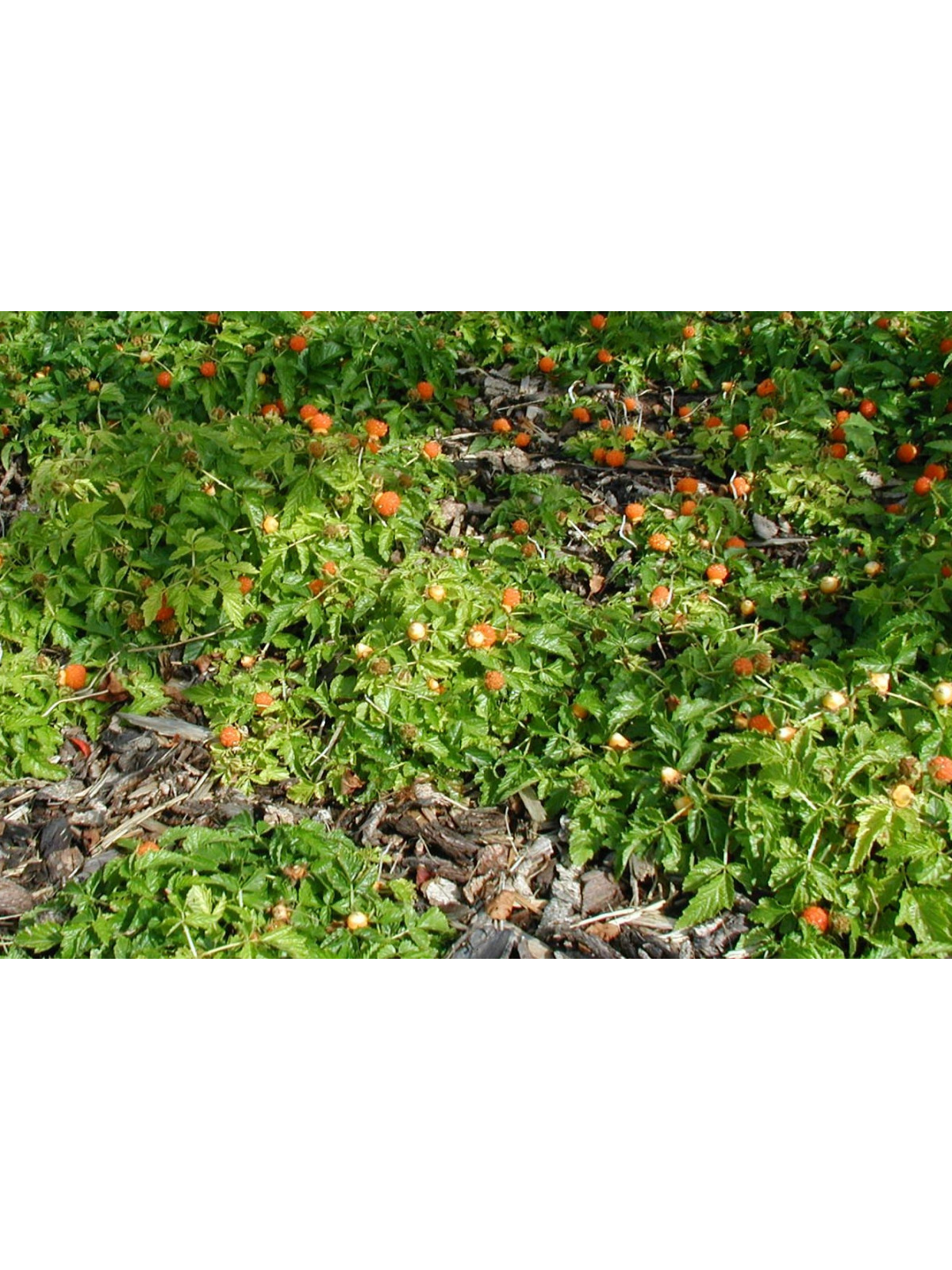 Mûre à fruit jaune - Rubus xanthocarpus