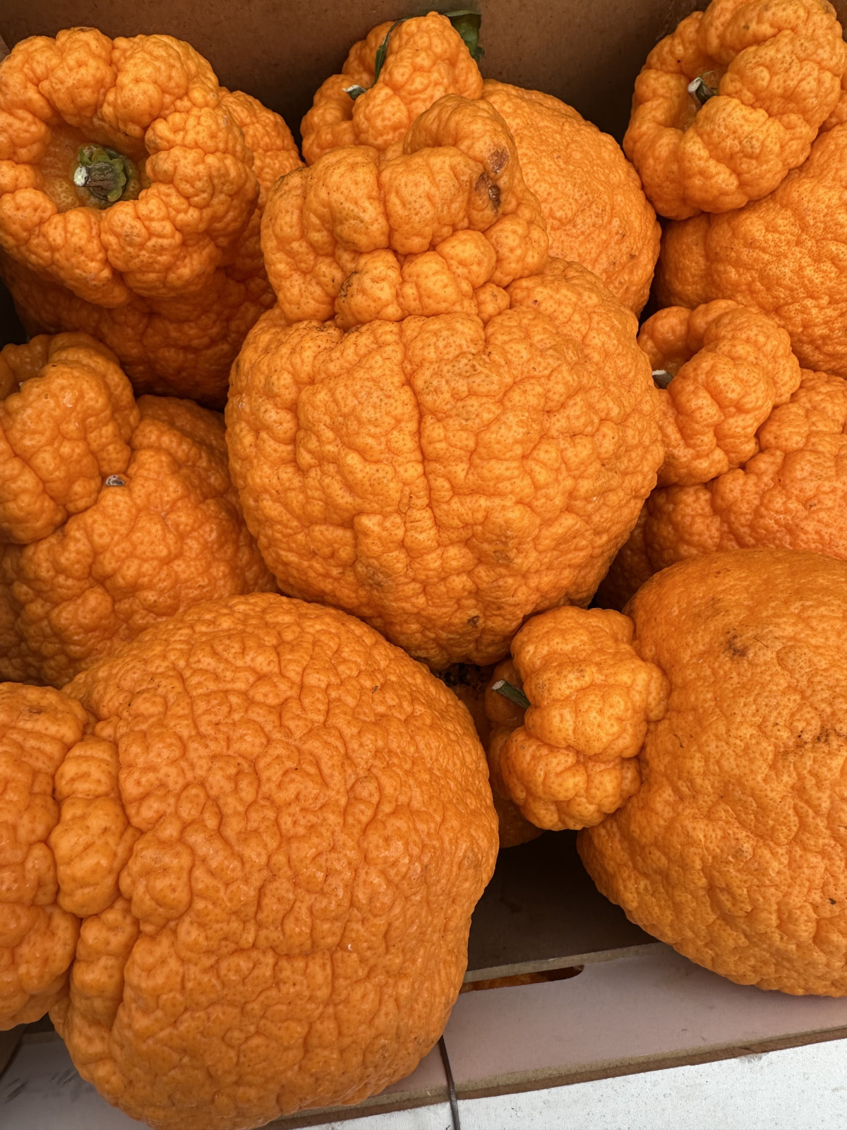 Citrus x tangor Shiranui - Dekopon - 'Subarashi'