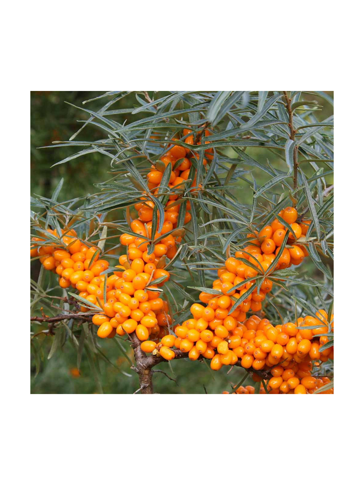 Argousier autofertile hippophae friesdorfer orange
